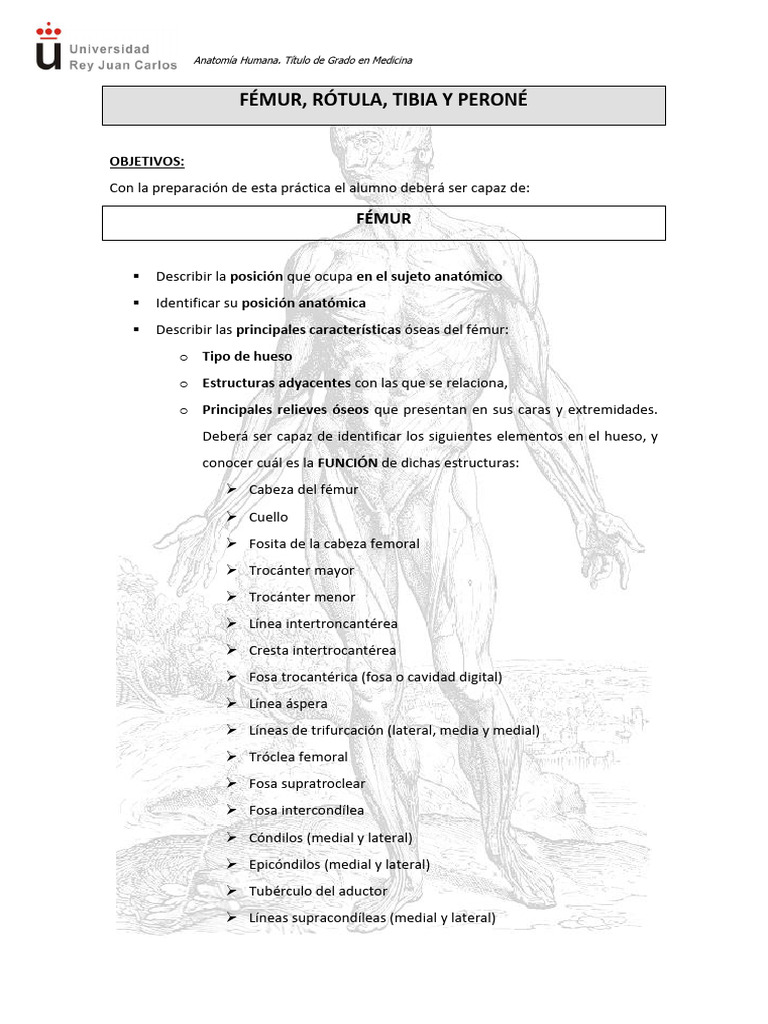 Guia de La Practica Femur, Rotula, Tibia y Perone | PDF