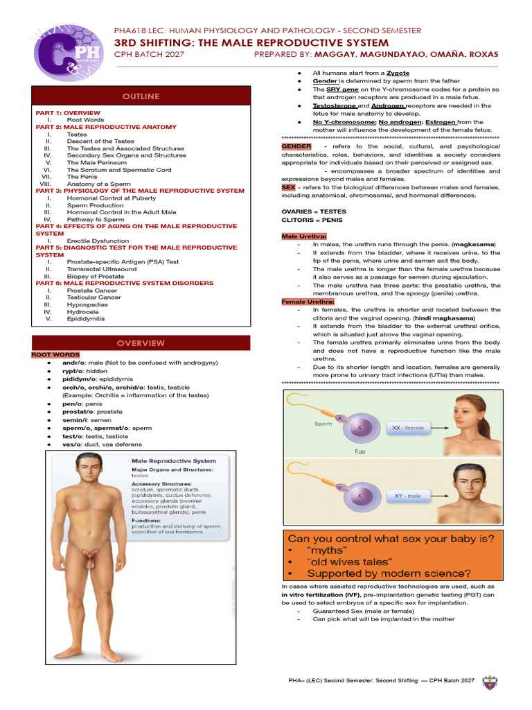 Pha 618 Lab Trans The Male Reproductive System Pdf 