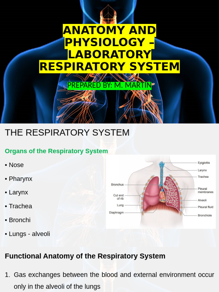 Respiratory System Anatomy and Physiology | PDF | Respiratory Tract ...