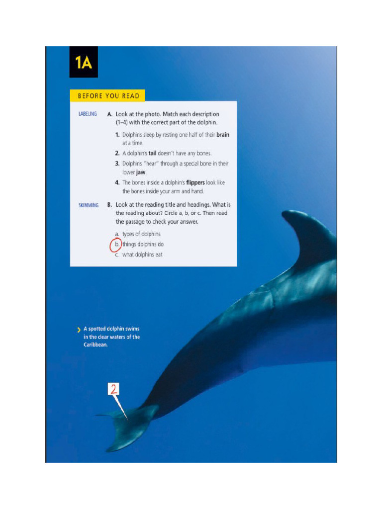 Unit 1A, 1B, Reading Explorer 1 | PDF