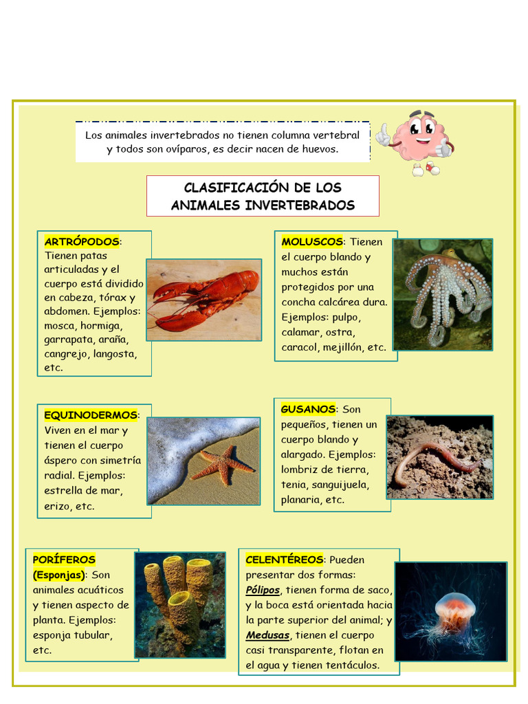 Clasificación de Animales Invertebrados | PDF