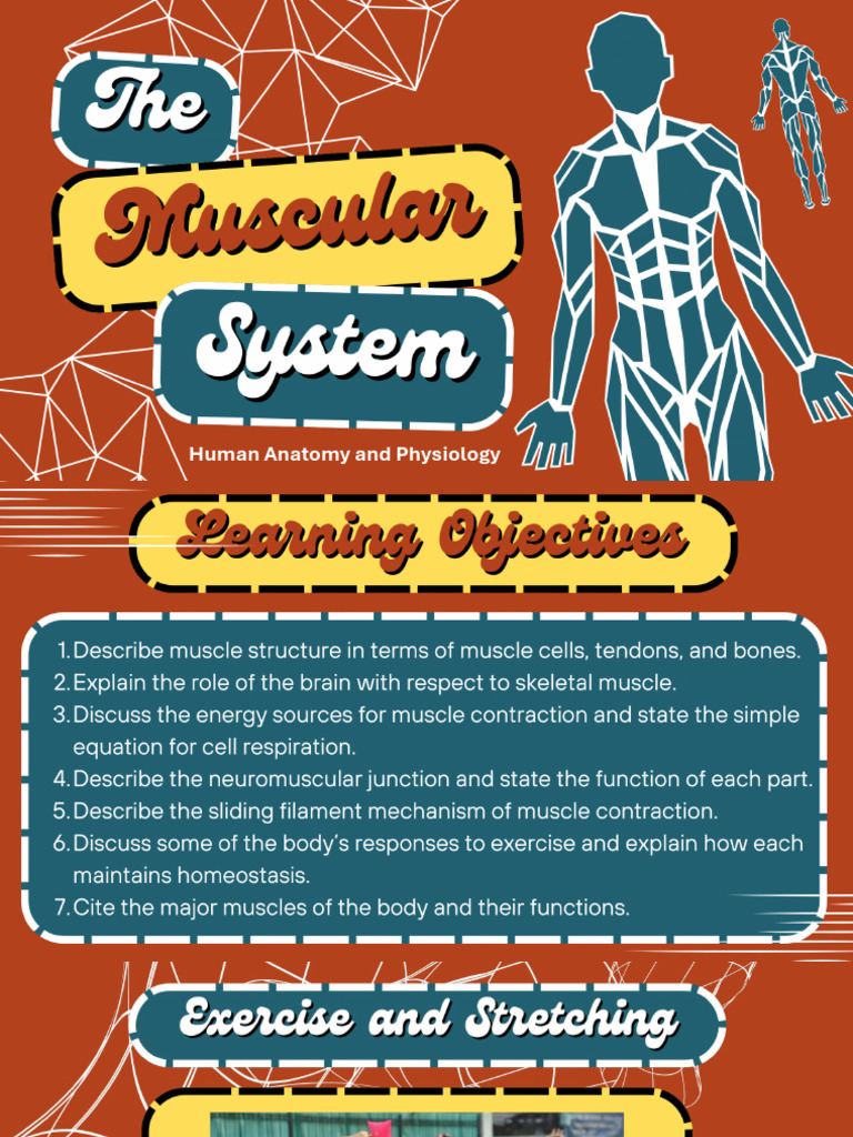 Muscular System | PDF