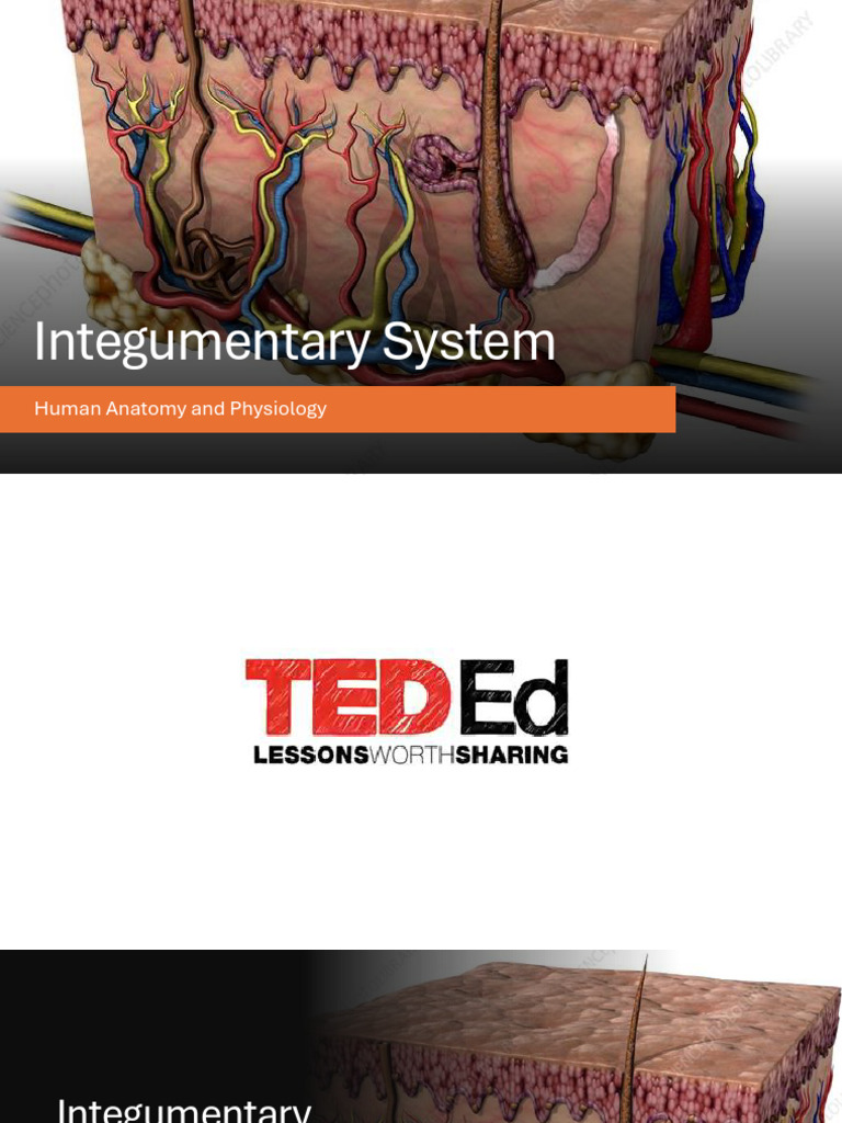 Integumentary System | PDF