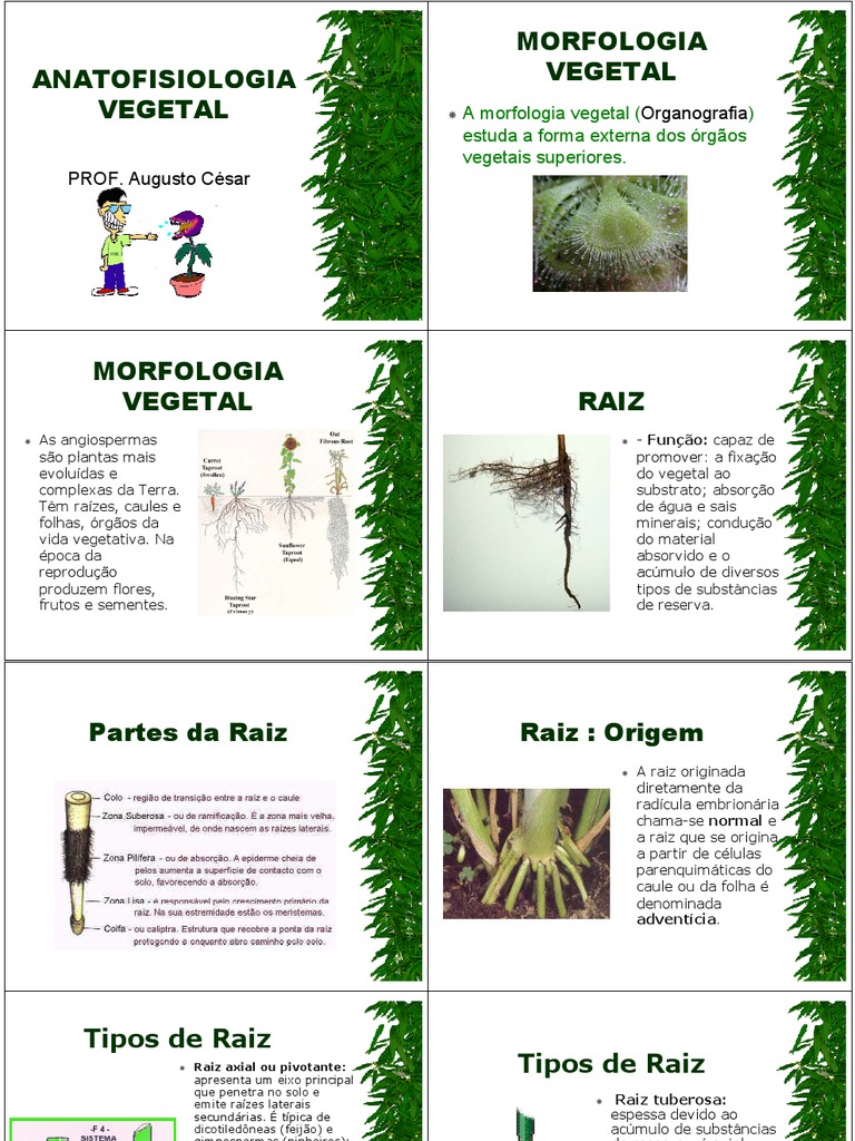 Anatomia Vegetal | PDF | Raiz | Fisiologia Vegetal