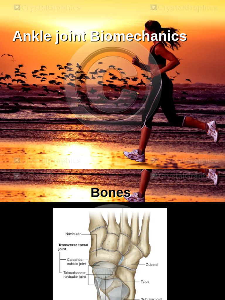Ankle Biomechanics Pdf