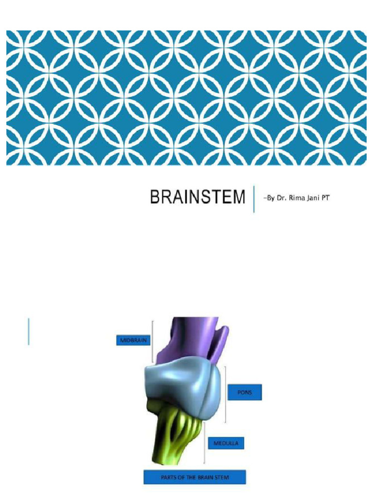 Brainstem Physiology 1 638 | PDF