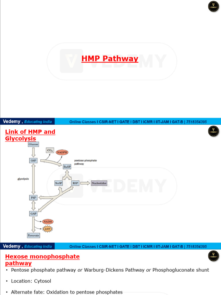HMP, Link Reaction, TCA Cycle | PDF | Diet & Nutrition | Citric Acid Cycle