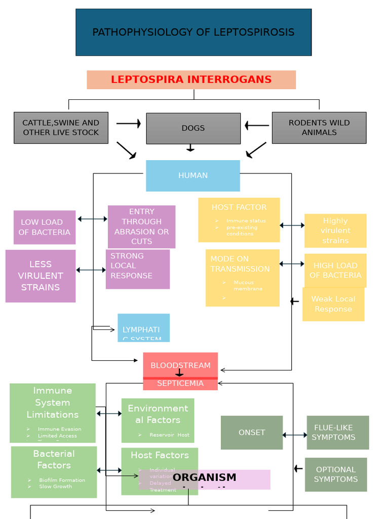 Pathophysiology of Leptospirosis | PDF | Clinical Medicine | Medicine