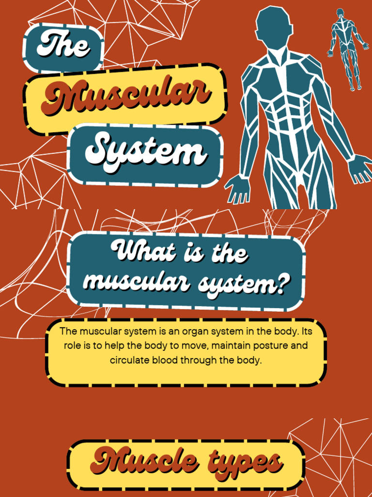 Muscular System | PDF