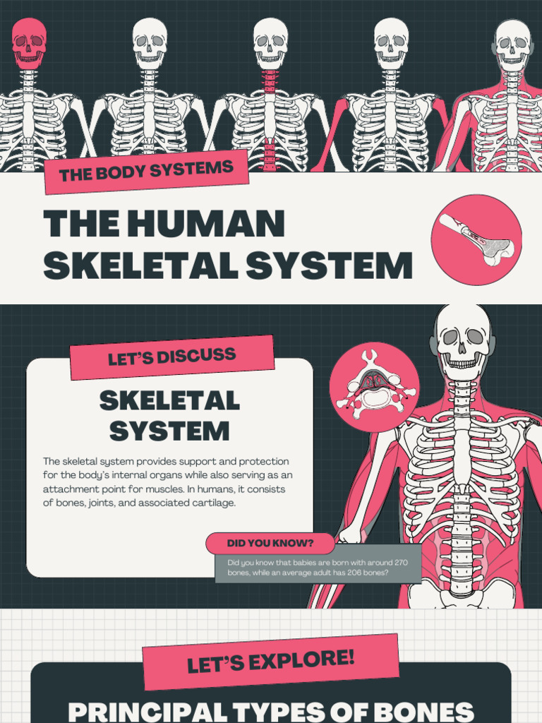 Skeletal System | PDF