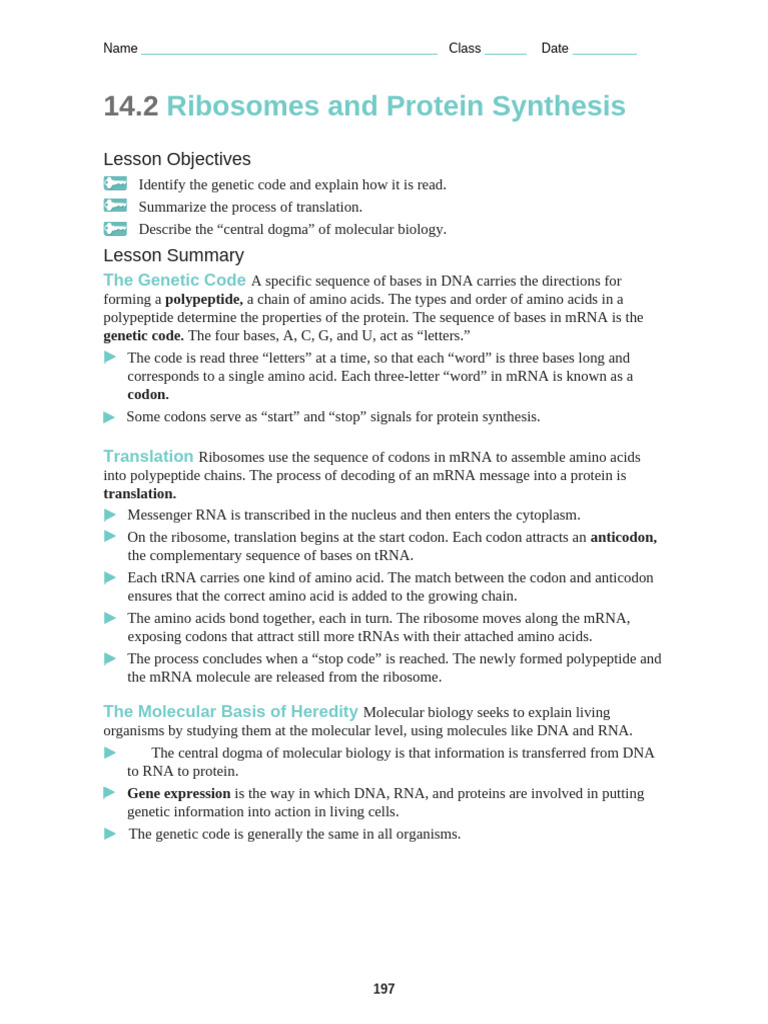 Ribosomes and Protein Synthesis: Lesson Objectives | PDF
