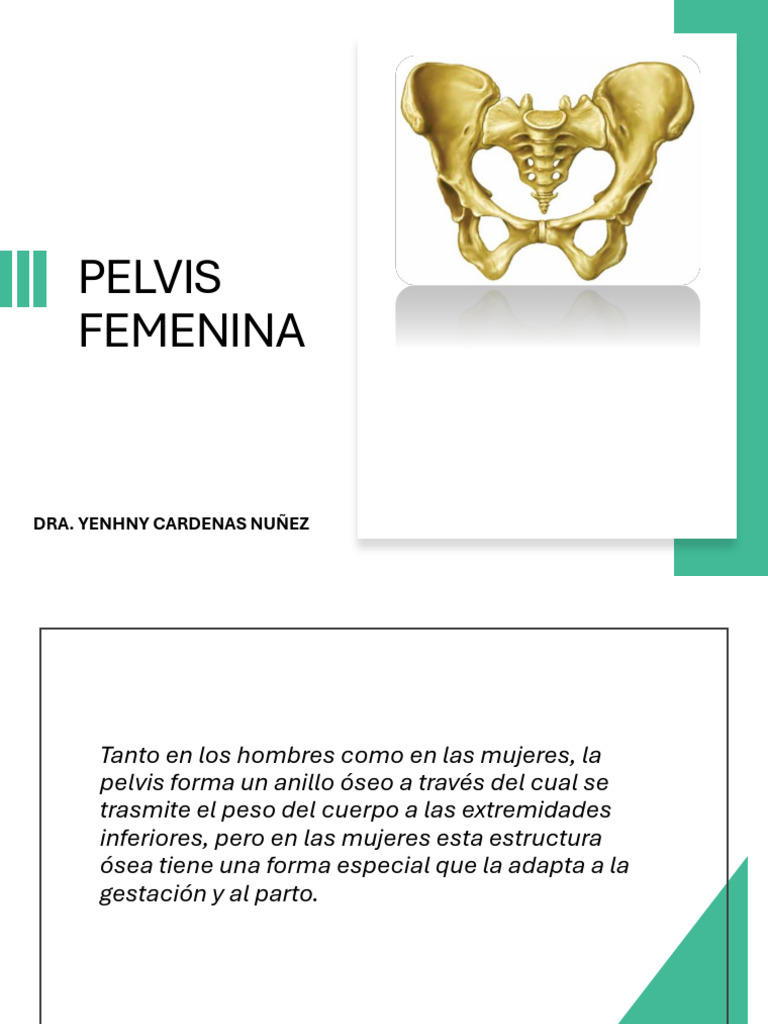 5 Anatomia de La Pelvis Femenina | PDF | Vértebra | Pelvis