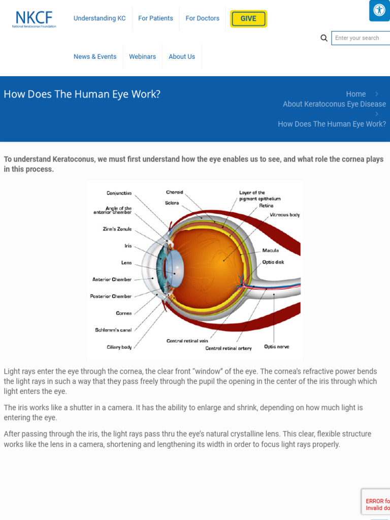 How The Human Eye Works Cornea Layers Role Light Rays | PDF