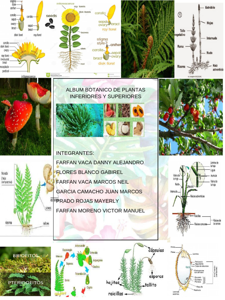 Practico 1 de Botanica | PDF | Plantas | Ciencia y matemáticas