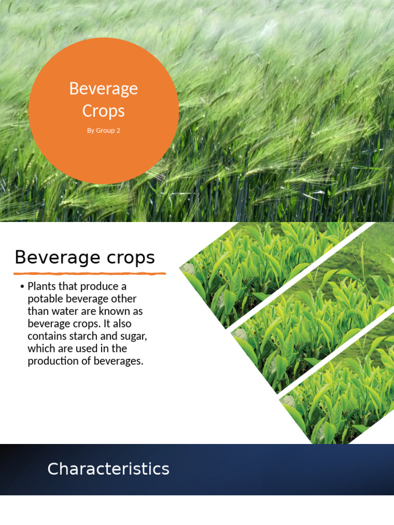 Beverage Crops | PDF