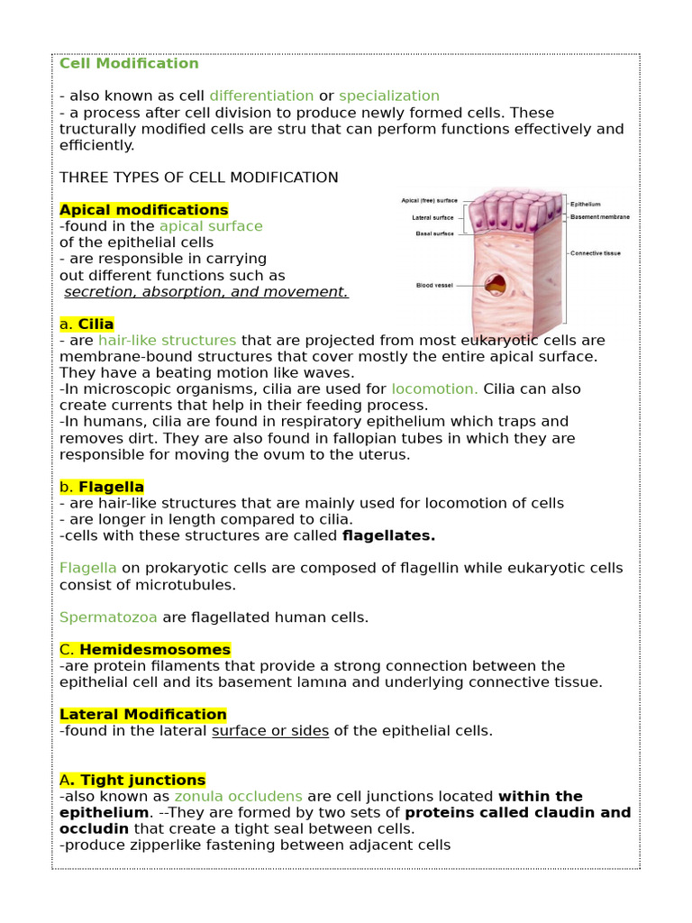 Cell Modification 1 | PDF | Meiosis | Chromosome