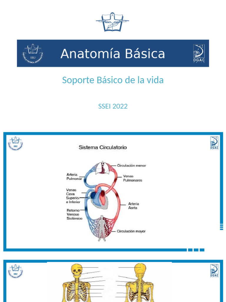 Anatomia 2 ETA | PDF