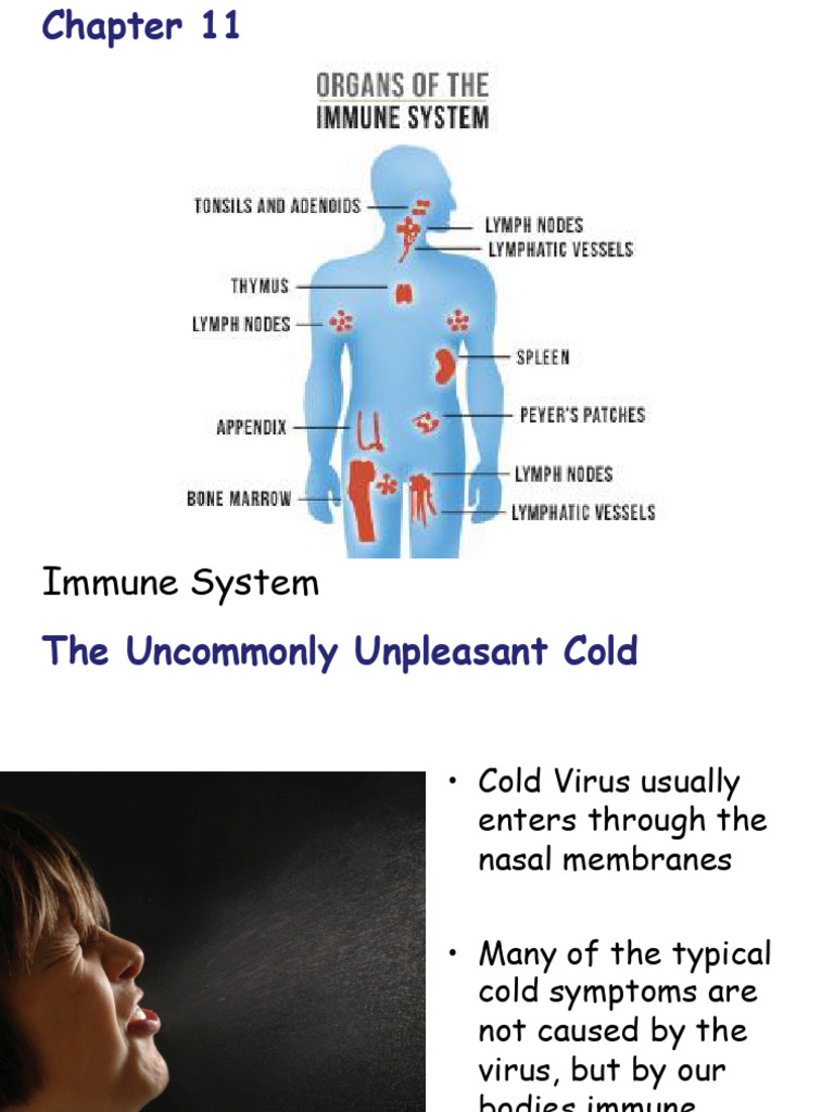 CH 11 - Physiology - Immune System - S | PDF | Immune System | B Cell