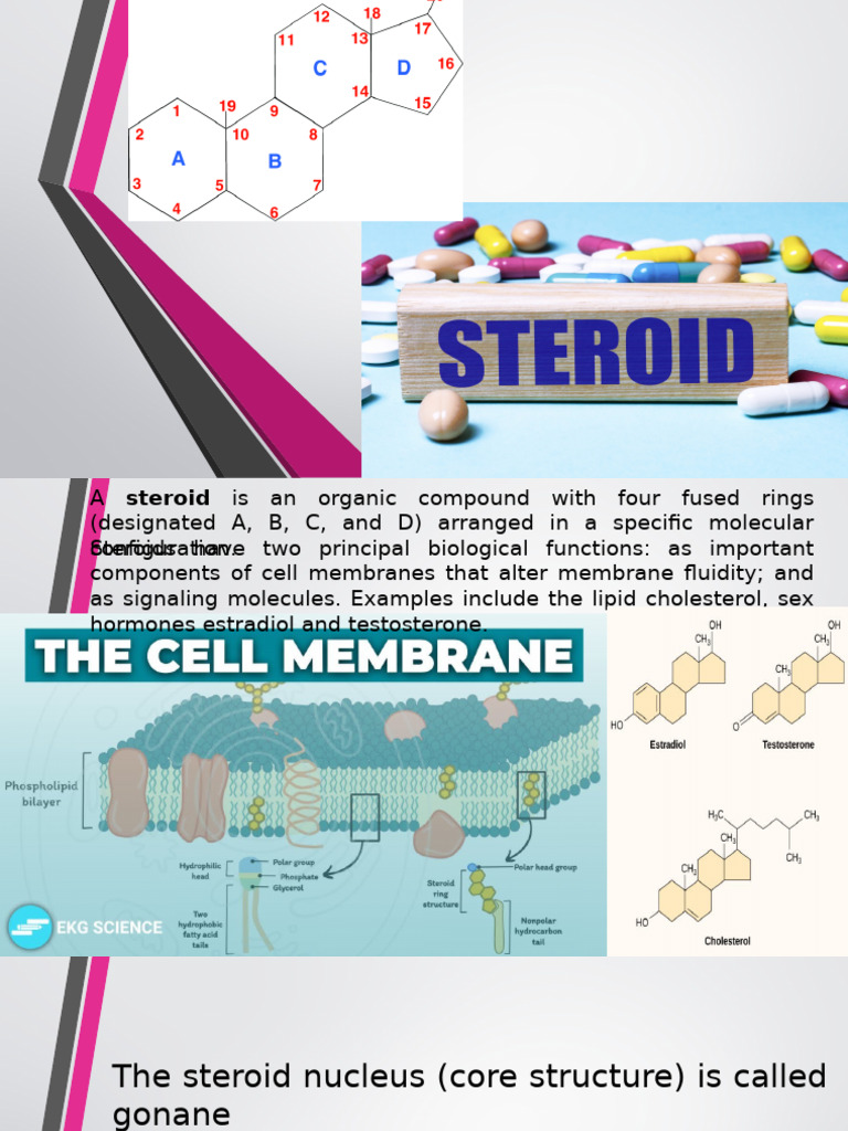 Steroids | PDF