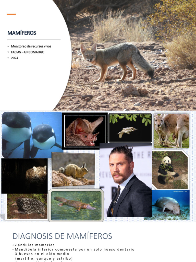 Mamíferos 2024 | PDF