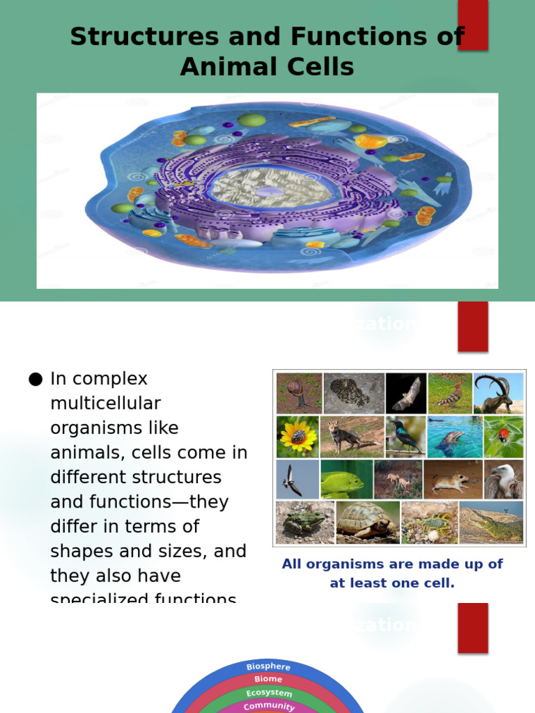 Structures and Functions of Animal Cell | PDF