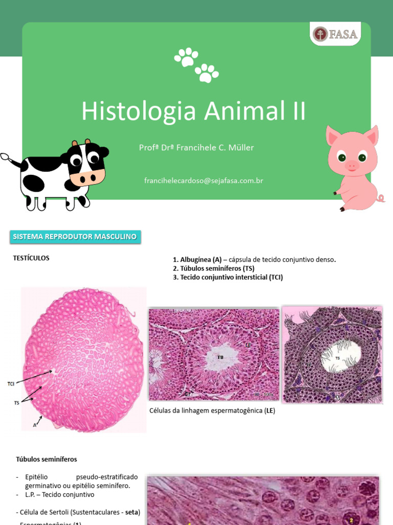 Histologia Animal II - Aula 12 - 2021 | PDF