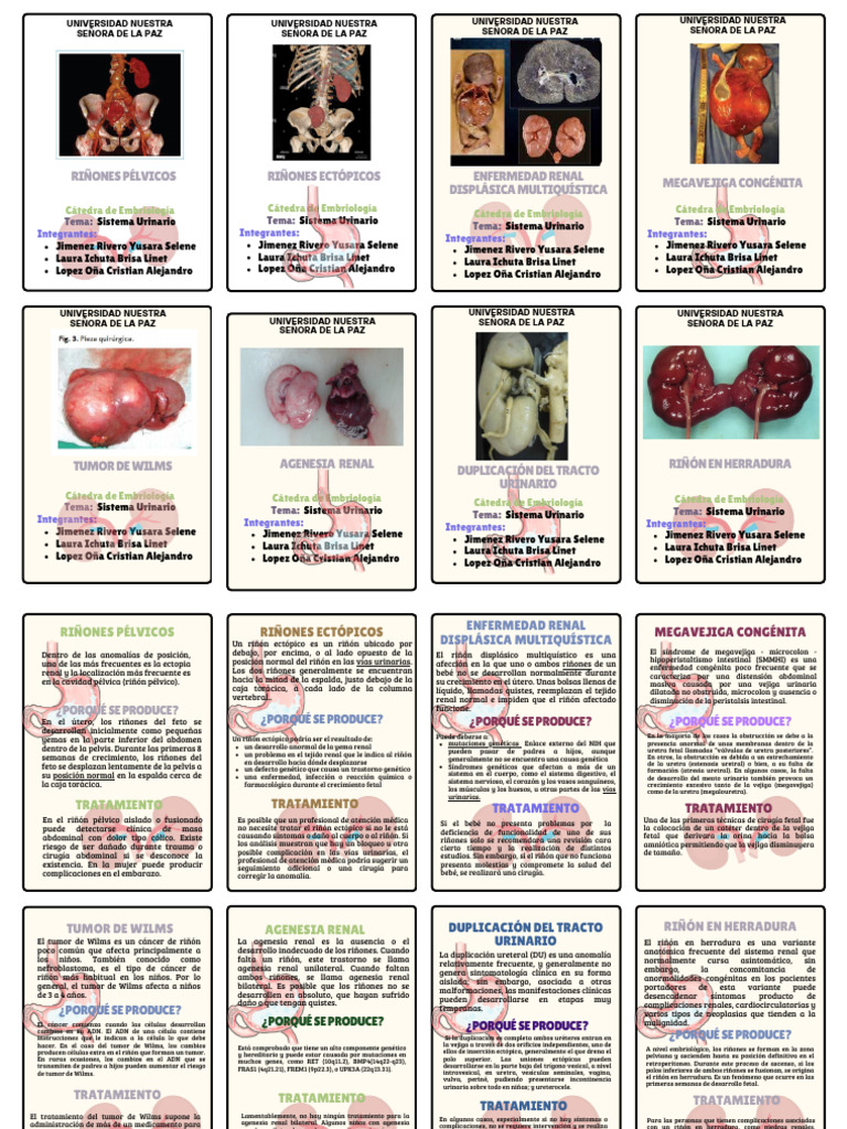 Flashcards Embrio | PDF