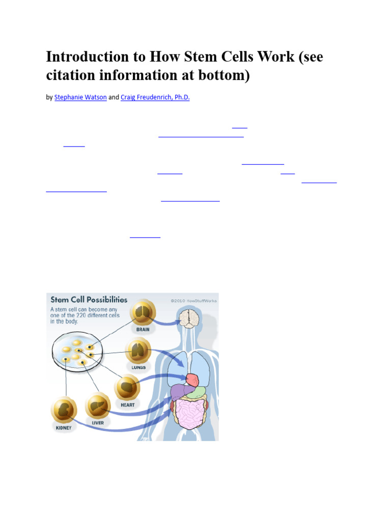 Introduction To How Stem Cells Work' | PDF | Stem Cell | Cell Potency