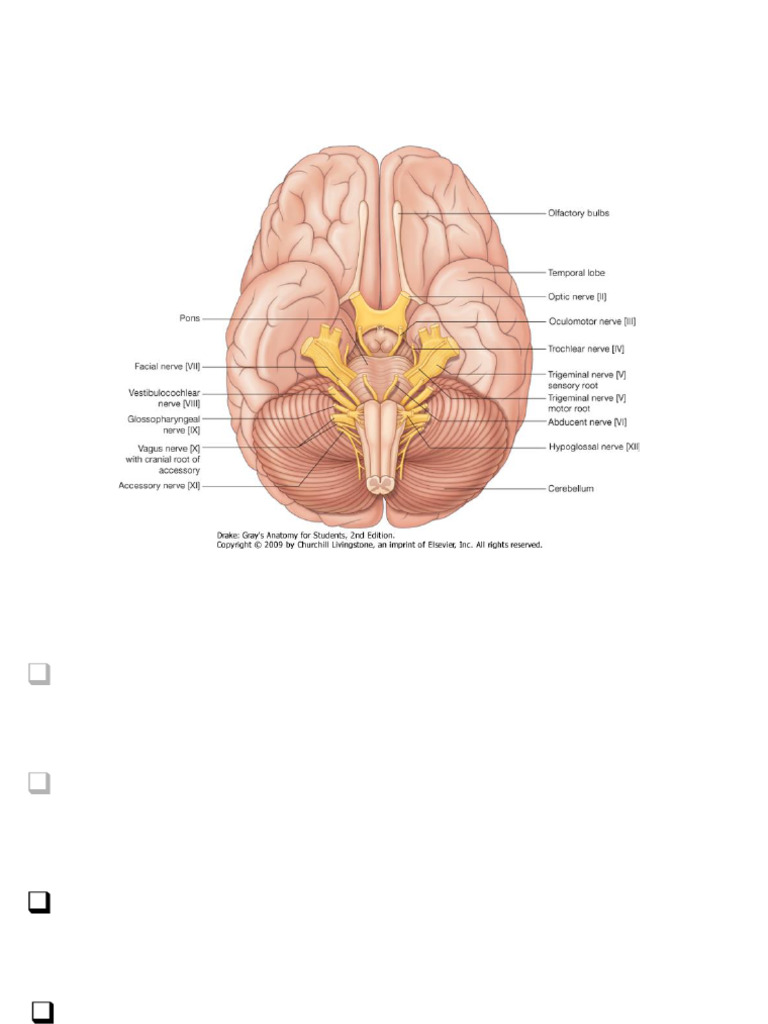 Cranial Nerves II | PDF