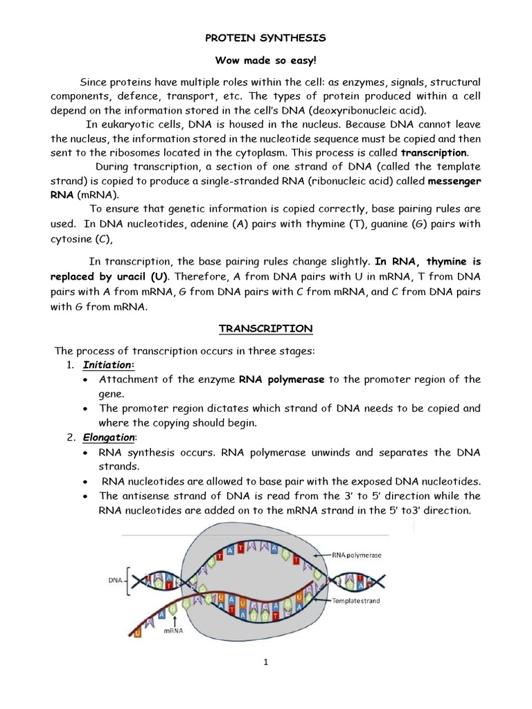 Protein Synthesis | PDF