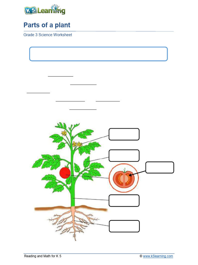 Plant Worksheet | PDF