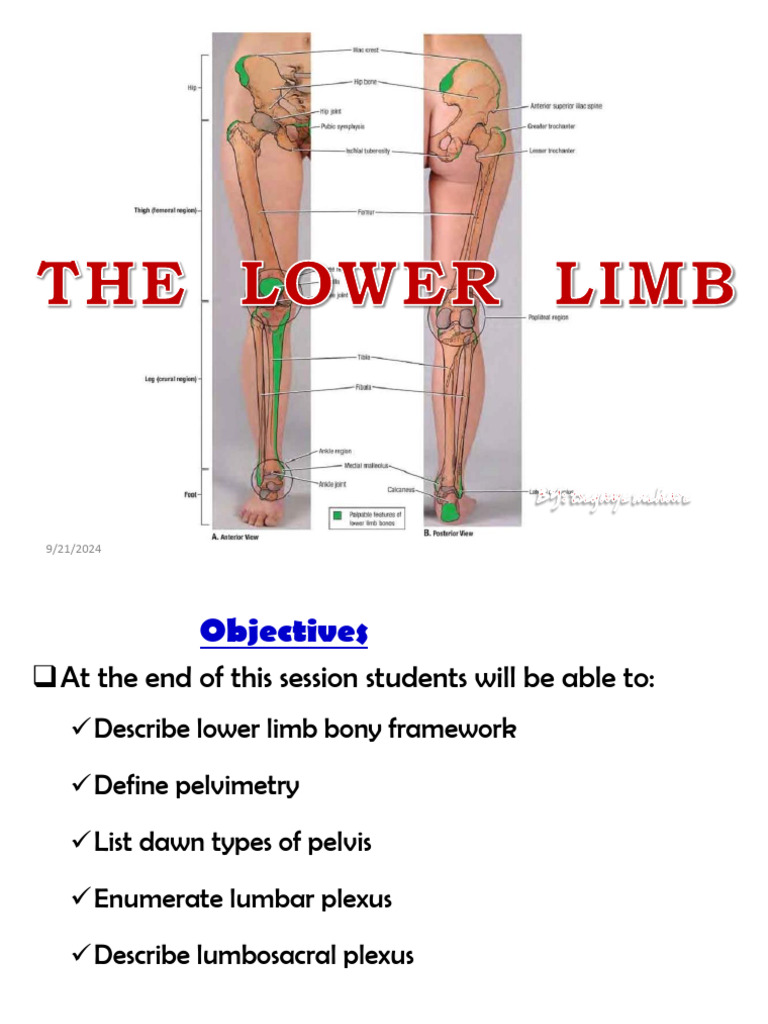 Lower Limb | PDF