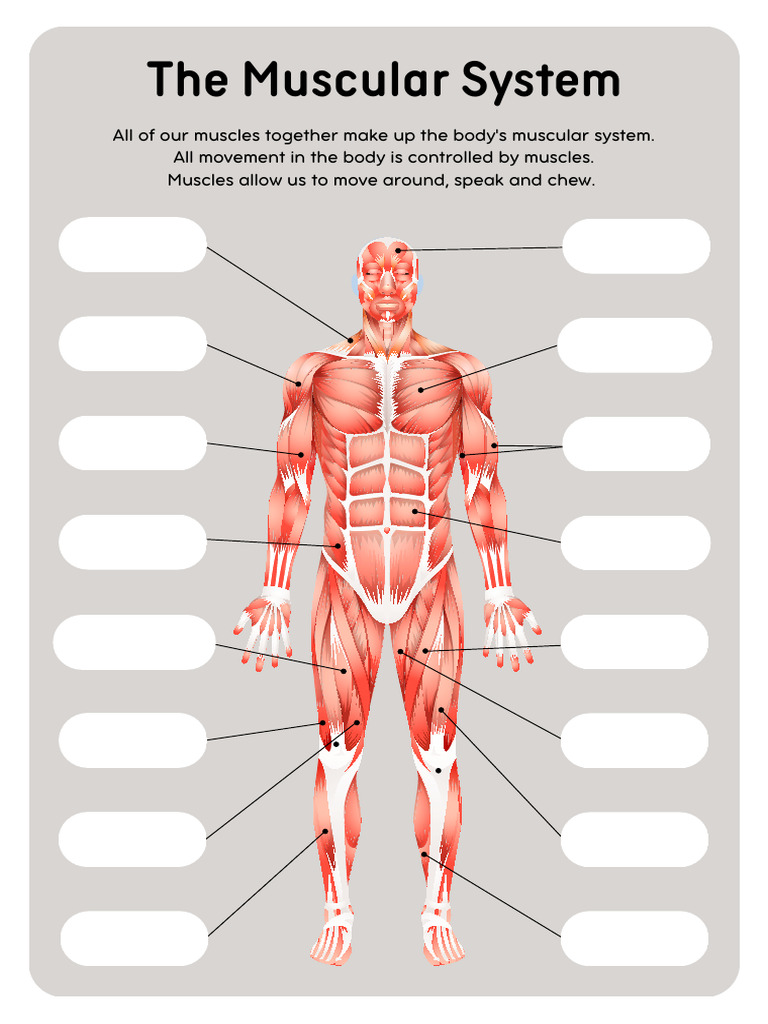 Muscular System TSEAS | PDF