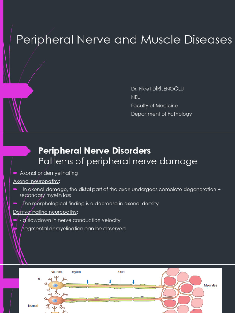 Pathology of Peripheral Nerve and Muscle Diseases - FD | PDF