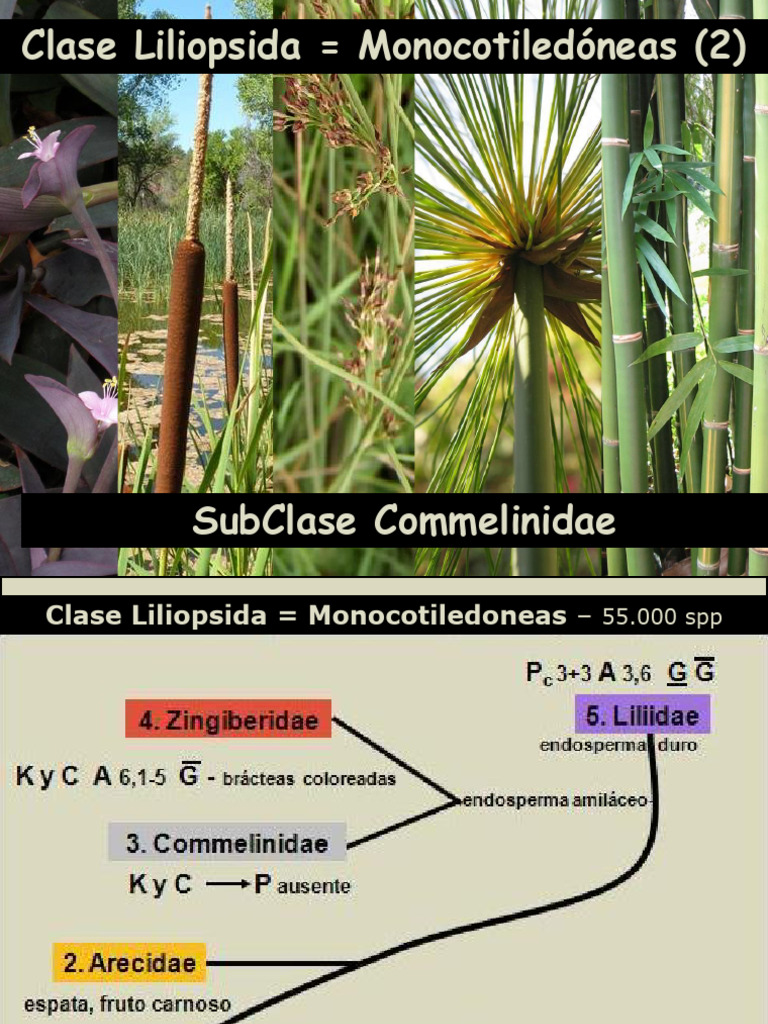 Clase 20 Commelinidae - 2023 | PDF
