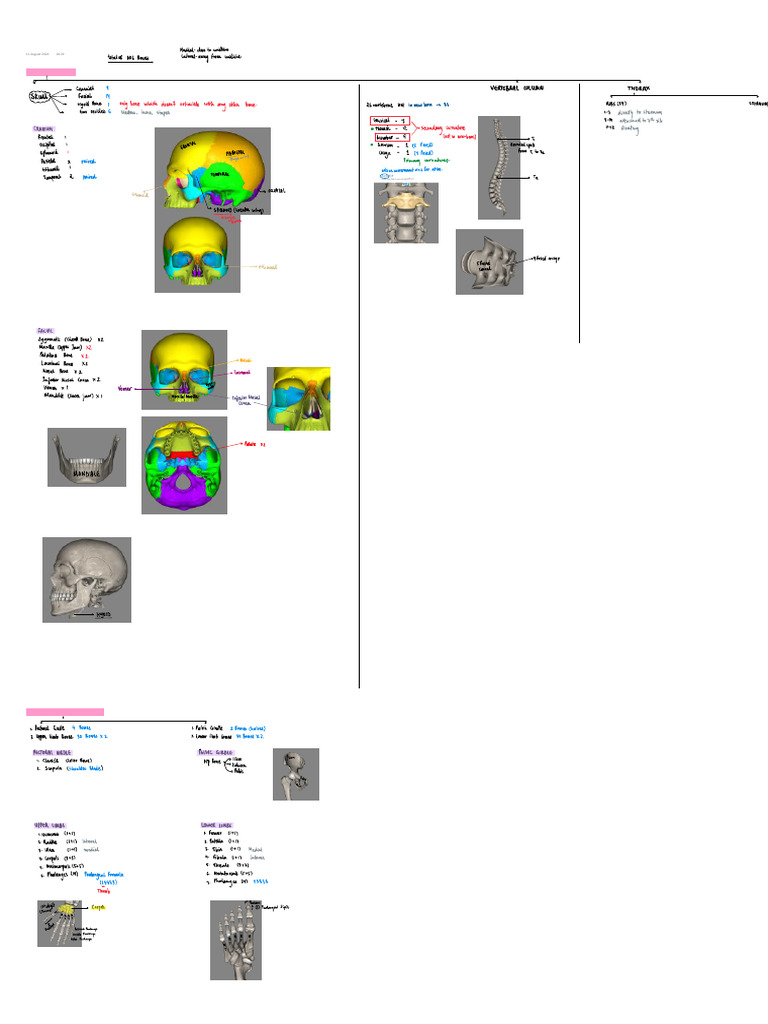 Anatomy | PDF | Human Anatomy | Social Science
