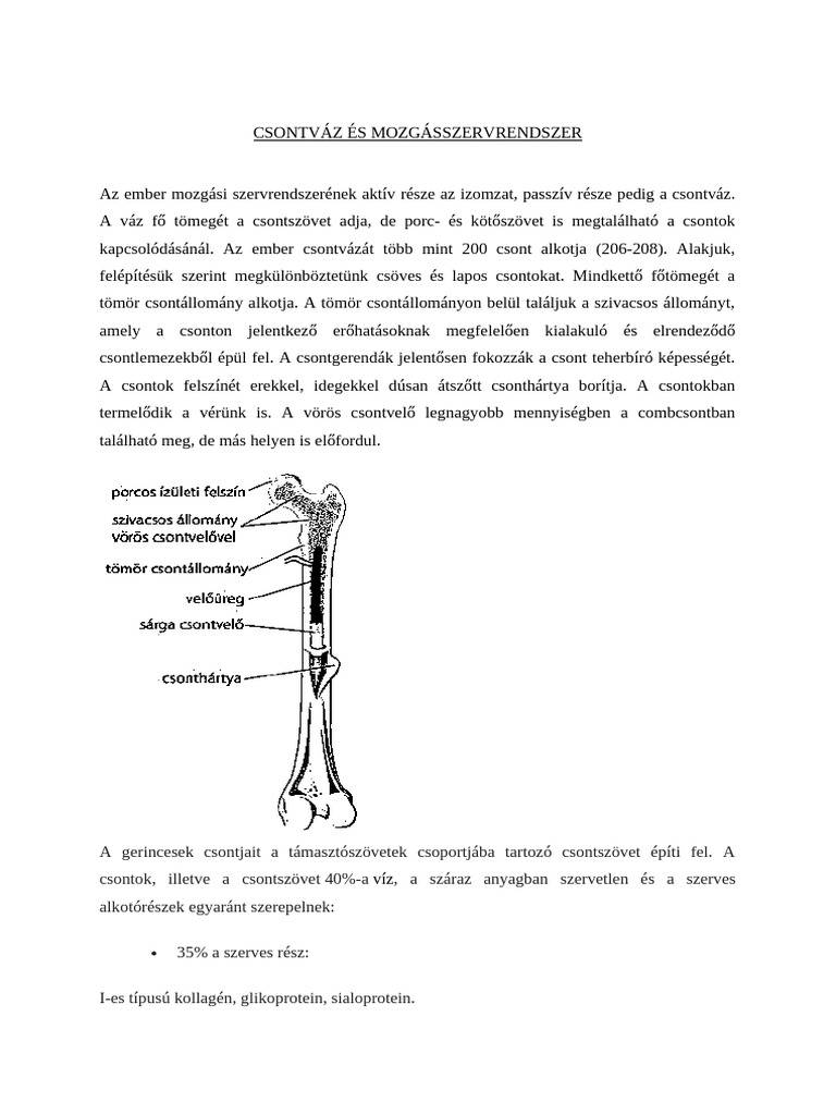 Csont | PDF
