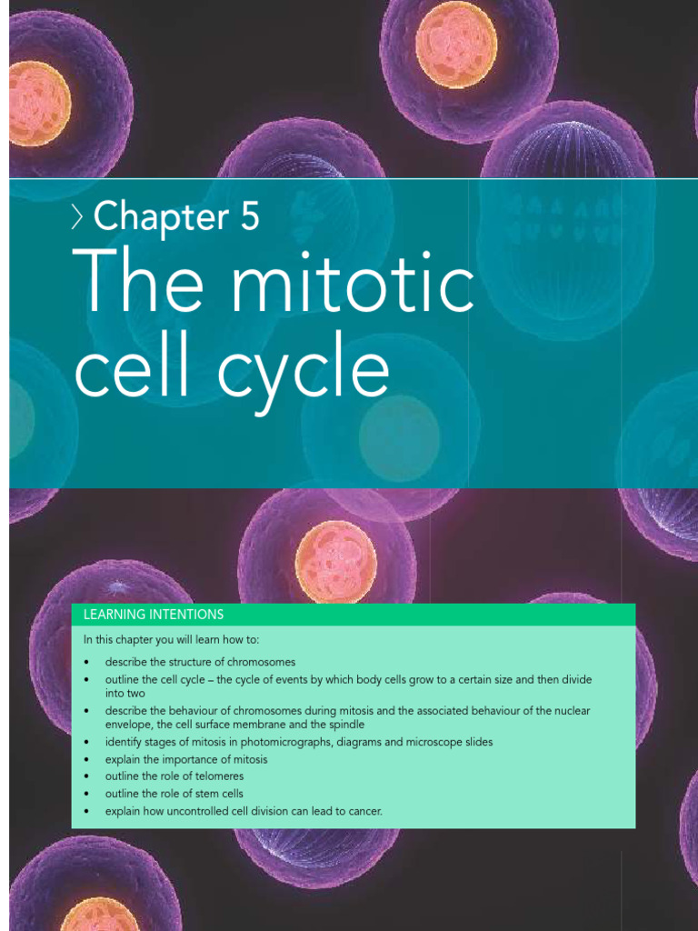 5_The mitotic cell cycle | PDF