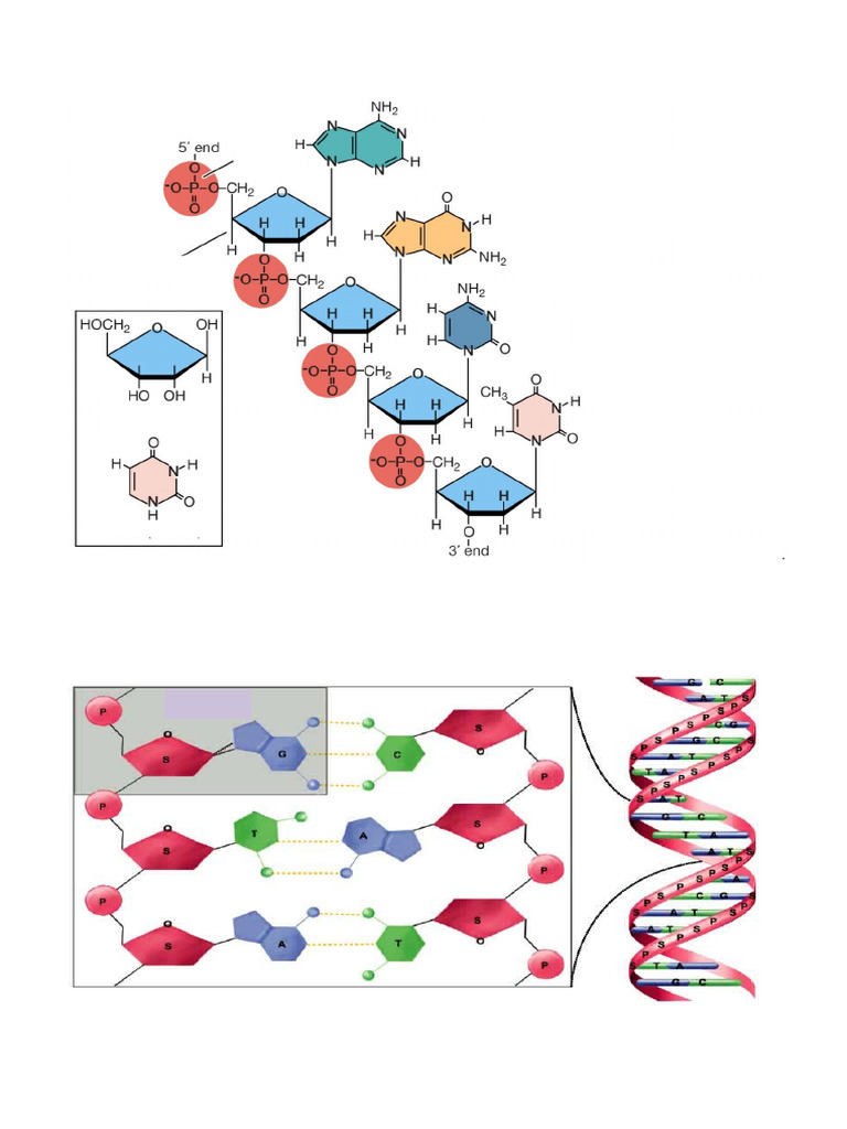 Polynukleotid_DNA | PDF