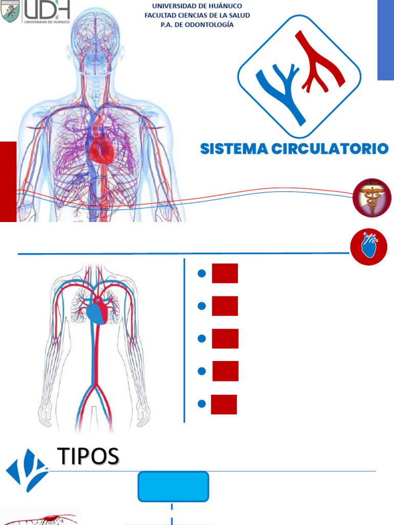 Estructura y Función del Corazón | PDF | Corazón | Sistema circulatorio