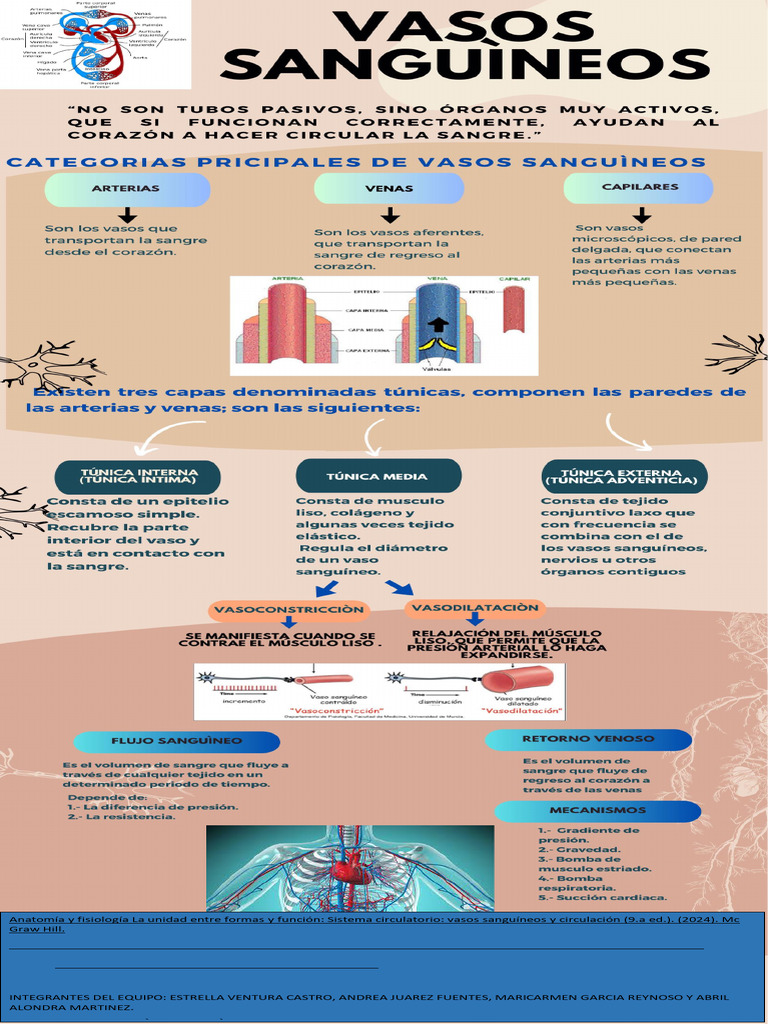 Infografia de Los Vasos Sanguineos (Anatomia y F) | PDF