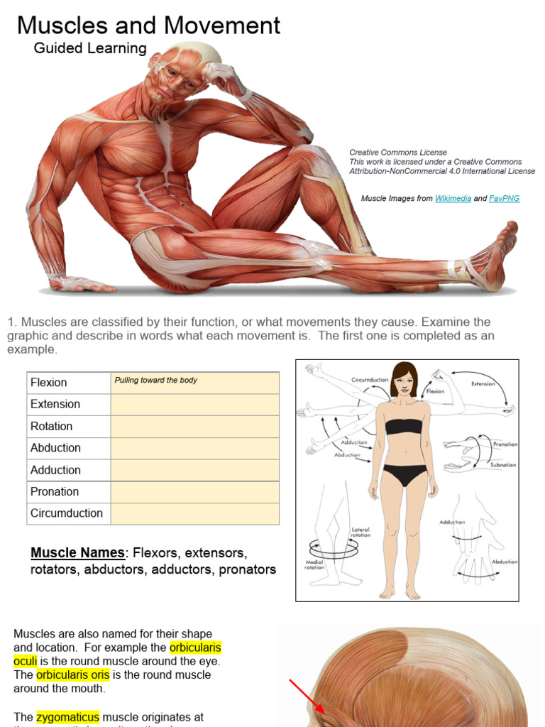 Muscles Naming (Guided Learning) | PDF | Musculoskeletal System | Foreign Language Studies