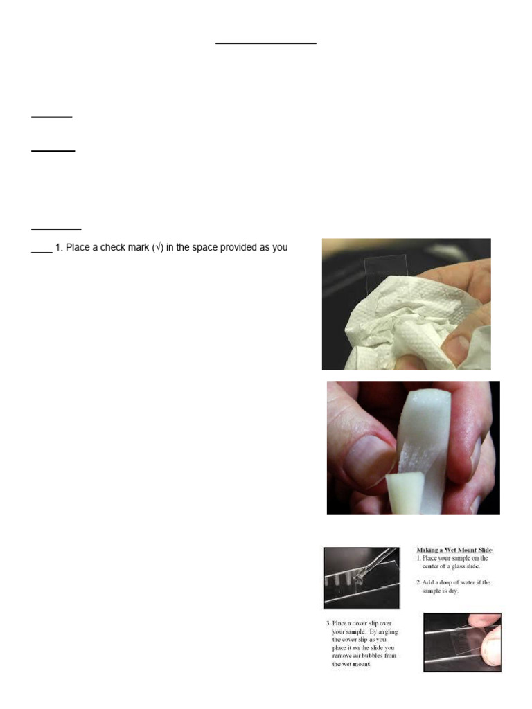 GR 8 Onion Skin Lab | PDF