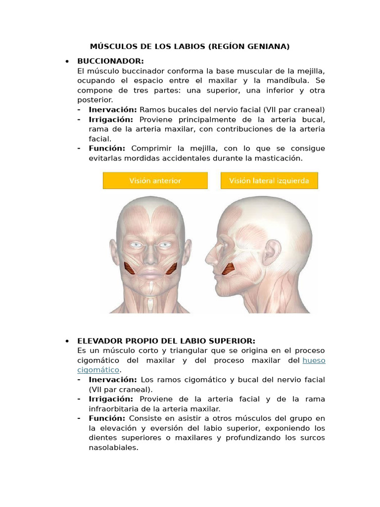Músculos de Los Labios (Regíon Geniana) | PDF | Cara | Cabeza y cuello ...