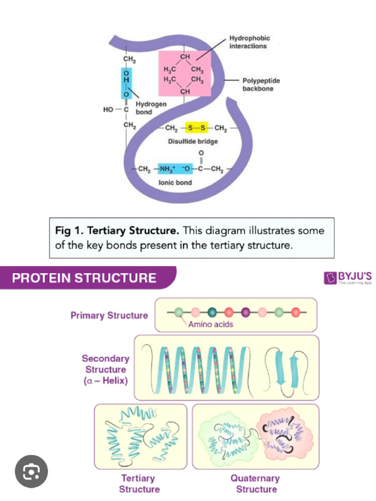Protein-Protein Interaction | PDF