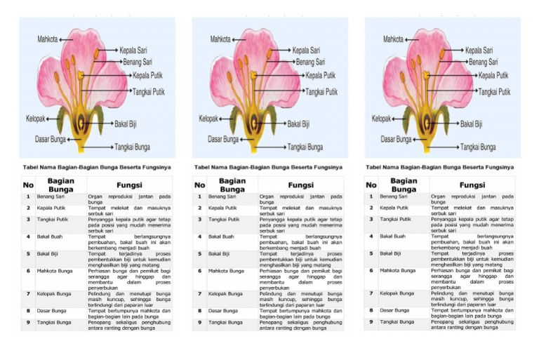 Bagian Bagian Bunga | PDF