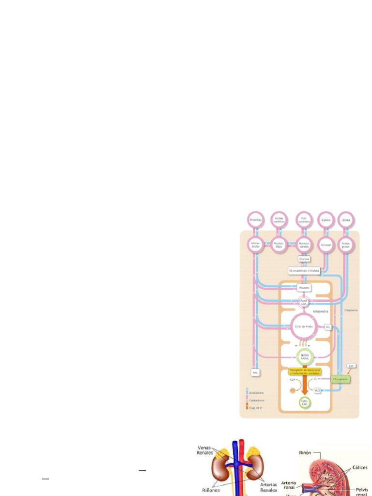 Sistema Excretor | PDF