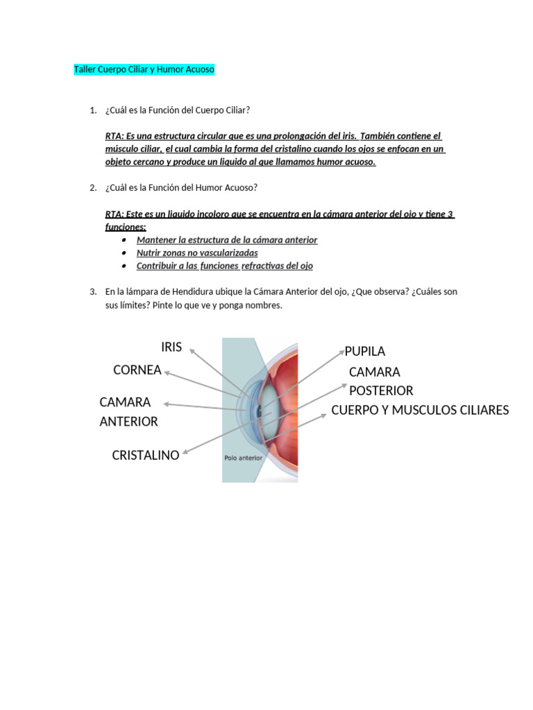 Taller Cuerpo Ciliar y Humor Acuoso Oscar | PDF | Ojo humano | Rasgos ...