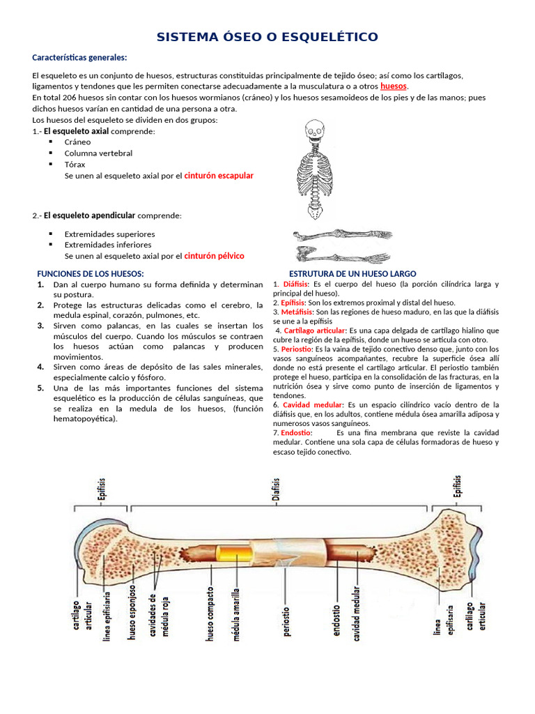 Anatomía y Funciones del Sistema Óseo | PDF | Hueso | Esqueleto