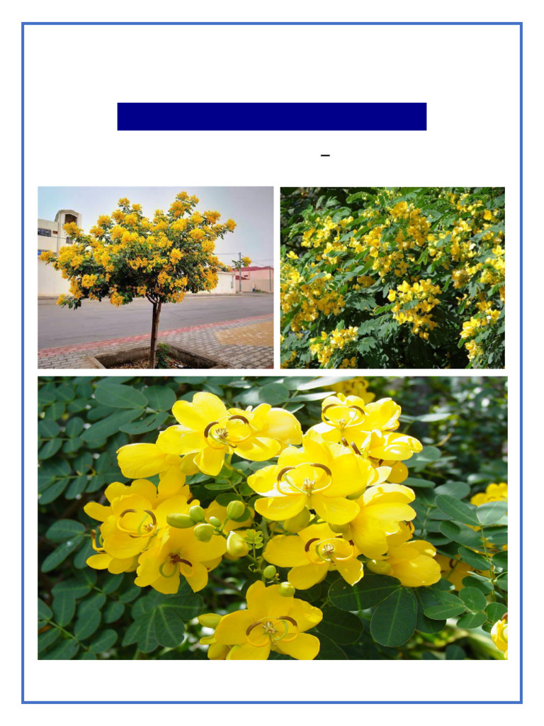 Evergreen Trees and Palms and Deciduous Trees | PDF